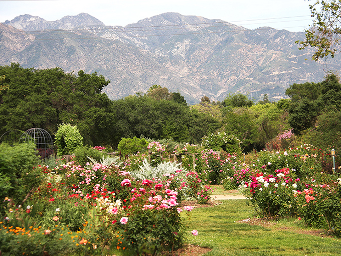 Another perspective of the rose garden showcases nature's color palette. The mountains seem to stand guard over this floral sanctuary.