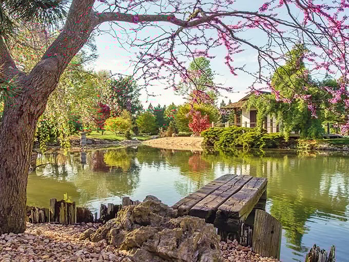 Cherry blossoms frame this tranquil pond scene like nature's own Instagram filter. Somehow Missouri managed to borrow a slice of Kyoto without anyone noticing.
