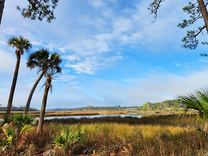 Nature's perfect Florida postcard comes to life where golden marshes meet azure skies, with palm sentinels standing guard over this tranquil wilderness.