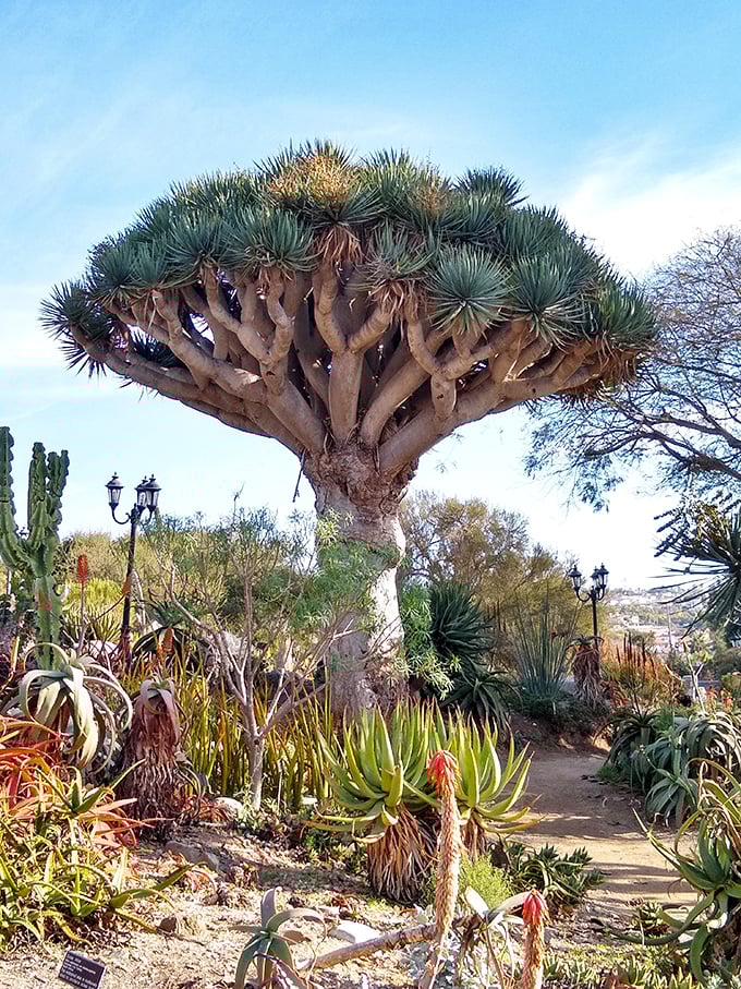 The dragon tree stands like nature's umbrella, offering shade and spectacle in equal measure. Mother Nature showing off her architectural skills.