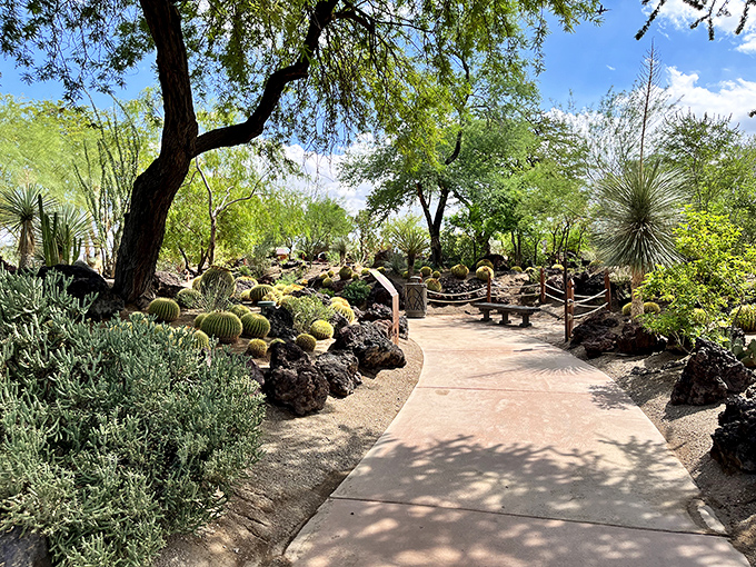 Nature's architects have outdone themselves here. Smooth pathways invite exploration while spiny sentinels stand guard, creating desert theater at its finest.