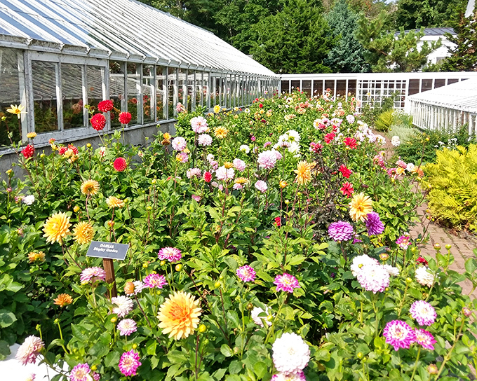 Dahlias doing their best fireworks impression while the greenhouse plays elegant backdrop &ndash; nature's own variety show.