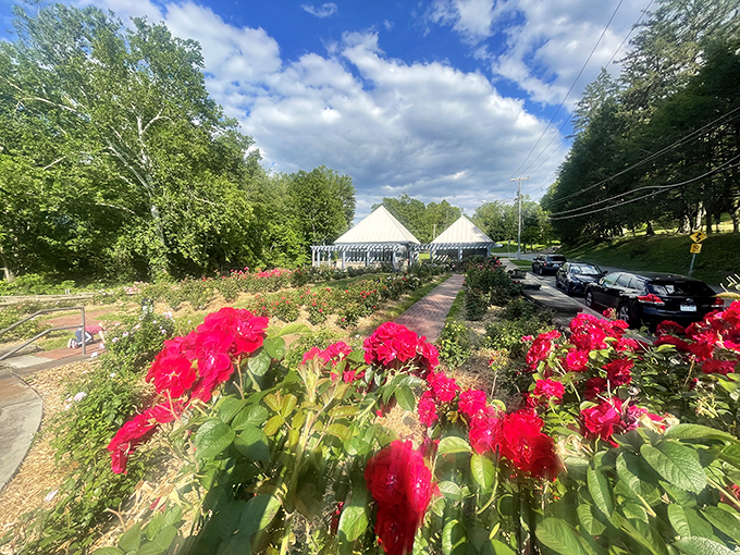 Sunshine meets petals! Vibrant yellow roses stand proudly among their crimson neighbors, creating nature's most cheerful welcome committee.