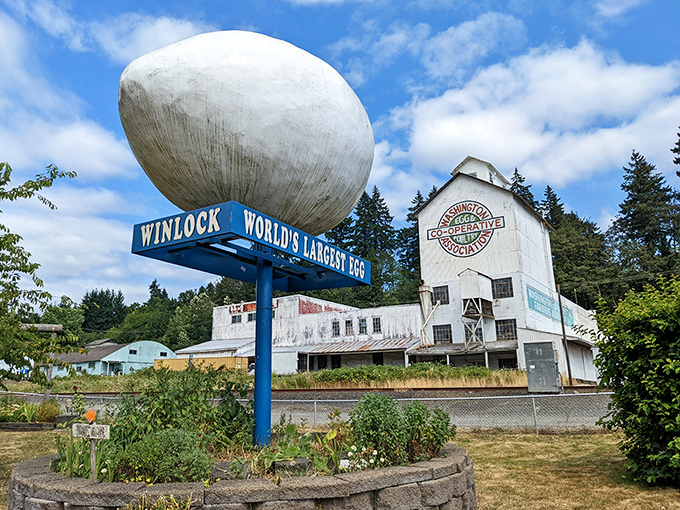 The magnificent World's Largest Egg stands proudly on its blue pedestal, a gleaming white monument to Winlock's poultry past against the historic co-operative building.