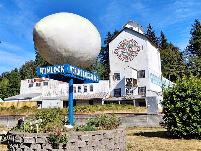 The star of the show! Winlock's 12-foot-tall egg monument gleams white against the blue Washington sky, with the historic co-op building standing proudly behind it.