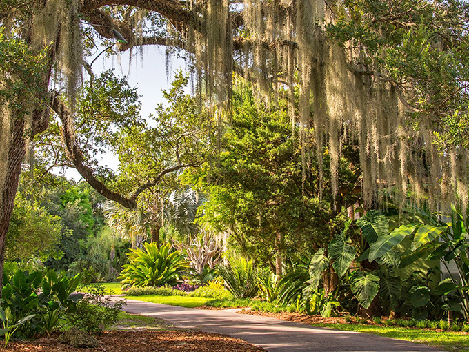 Spanish moss drapes from branches like nature's own decorating committee decided this pathway needed that perfect "Southern gothic romance" aesthetic.