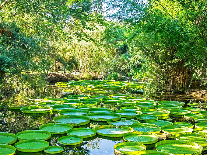 Giant lily pads create nature's own puzzle across the water's surface, inviting visitors to marvel at their perfect symmetry and impressive size.