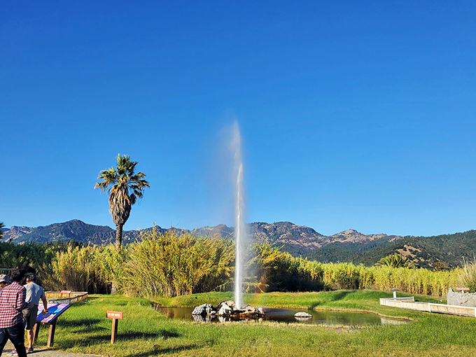 Nature's own water show erupts against California's blue sky, proving you don't need to trek to Wyoming for geyser glory.