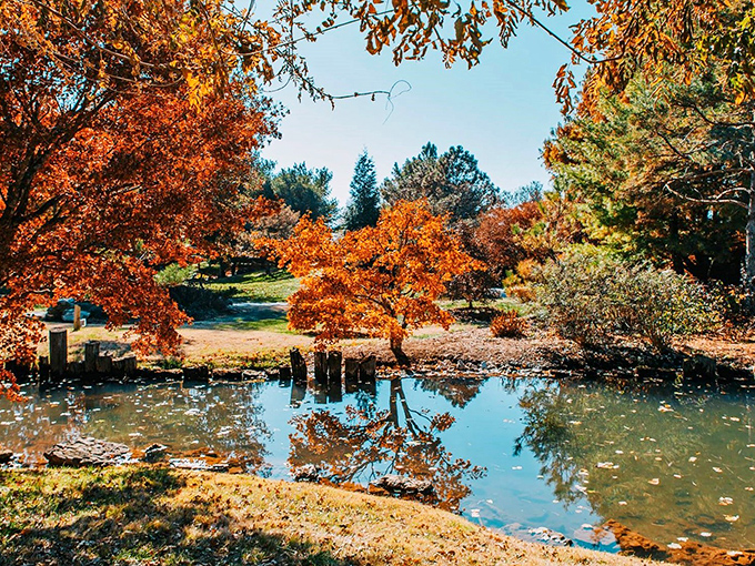 Fall in the Ozarks meets ancient Japanese aesthetics. Those maple reflections are putting on a show worthy of Broadway, but with better seating.