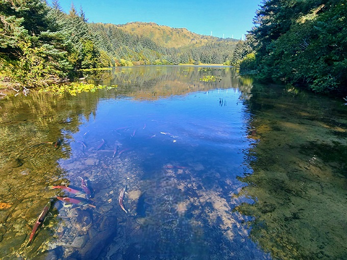 Fish making their epic journey home through crystal-clear waters. Nature's version of a commuter rush hour, just with better scenery and fewer honking horns.