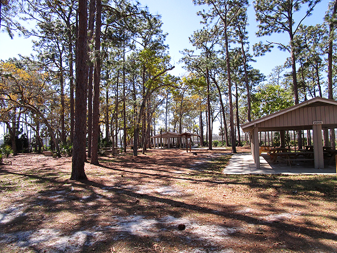 Tall pines create nature's cathedral ceiling over rustic picnic pavilions, where dappled sunlight plays hide-and-seek with shadows on the forest floor.