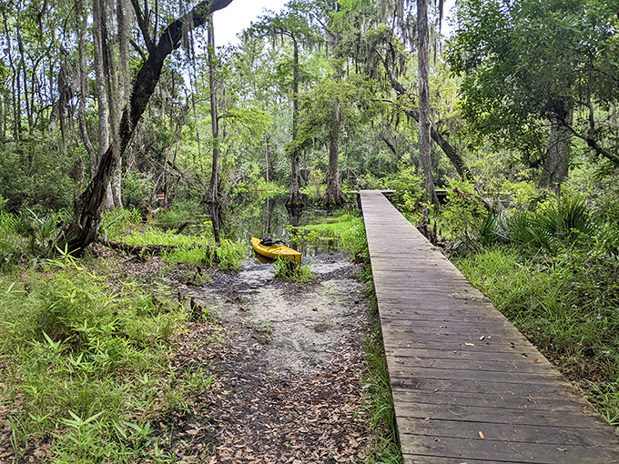 Nature's boardwalk beckons adventurers into the heart of the Okefenokee, where every step brings you deeper into Georgia's wild side.