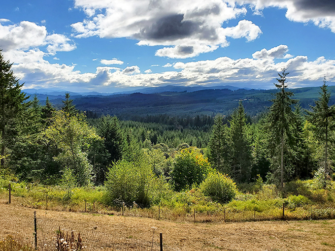 Morning light paints the Coast Range in layers of blue and gold, like nature's own watercolor masterpiece. The kind of view that makes you forget your inbox exists.