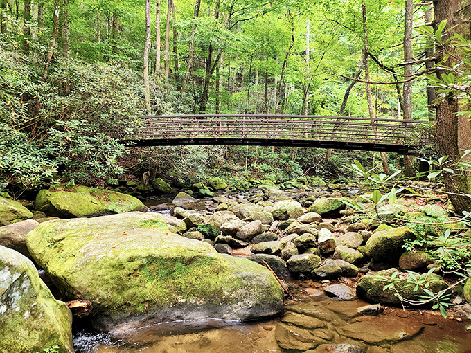 Nature's perfect footbridge spans the Middle Saluda River, where moss-covered boulders create nature's own stepping stones through crystal-clear waters.
