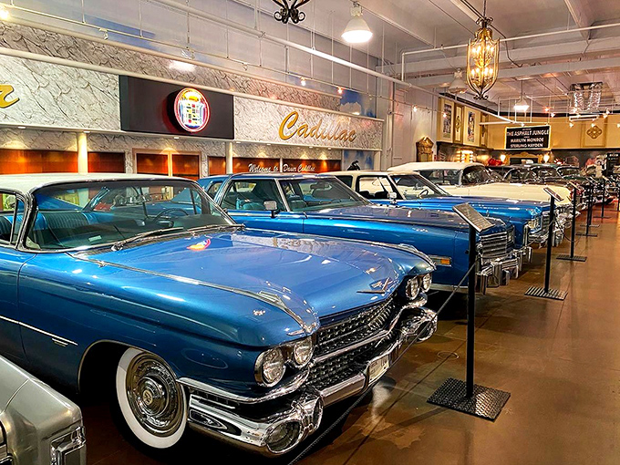 A lineup of gleaming blue Cadillacs that would make Elvis weep with joy. Detroit's finest, preserved like automotive time capsules.