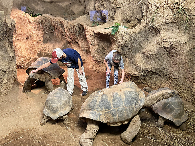 Giant tortoises move at their own pace while visitors marvel at these living time capsules. When "slow and steady" has been working for over 100 million years, why rush?