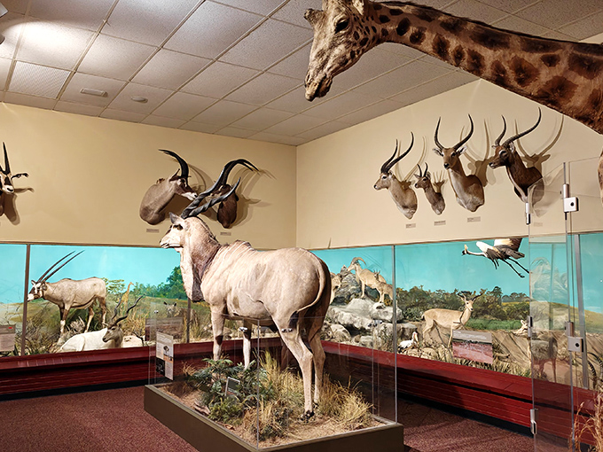 The museum's iconic giraffe presides over the African Safari exhibit, where meticulously crafted dioramas transport visitors across continents.