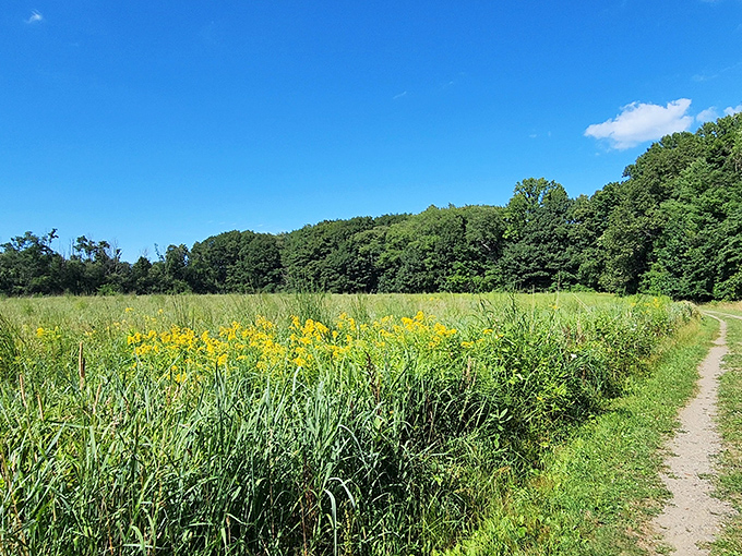 Nature's color palette on full display: golden meadows meet emerald forests under Pennsylvania's impossibly blue summer skies.