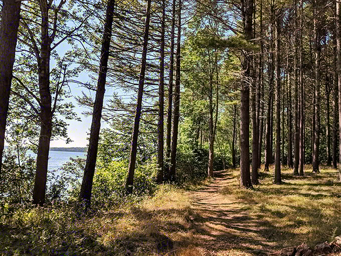 Birch trees stand sentinel along Frenchman Bay&rsquo;s shore, where the water moves gently in soft, golden light. Maine&rsquo;s coastal magic at its most peaceful.