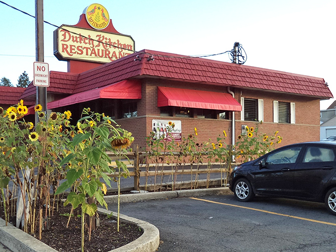 Sunflowers standing guard outside the Dutch Kitchen – nature's way of saying "good food ahead" with cheerful yellow enthusiasm.