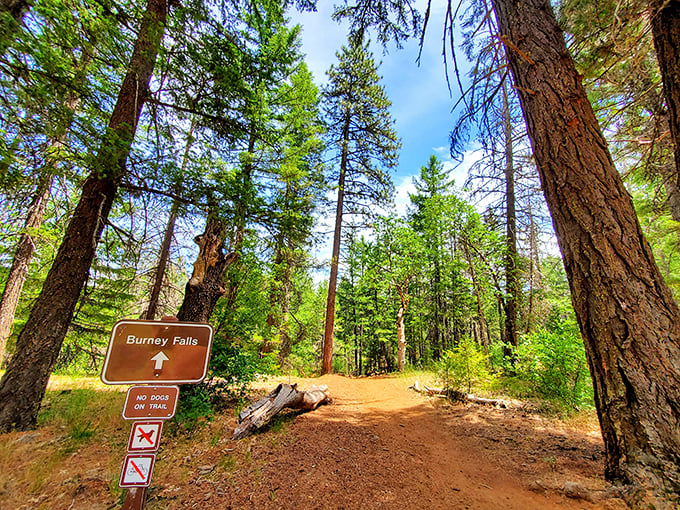 The trail to Burney Falls is clearly marked, though getting lost in these towering pines wouldn't be the worst detour in the world.