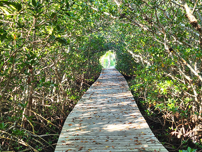Nature's cathedral – mangroves create a green tunnel of tranquility, inviting explorers into Florida's wild heart.
