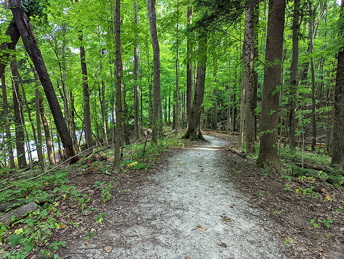 Mother Nature's cathedral of trees frames this trail like columns in a grand hall. Sunlight filters through, creating nature's stained glass effect.