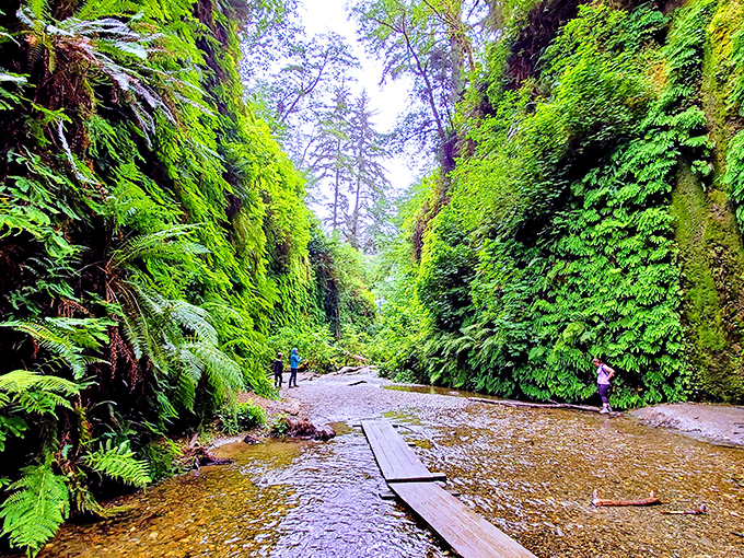 Fern Canyon's emerald walls rise like nature's own cathedral, where every shade of green competes for your attention. Mother Nature showing off her interior design skills.