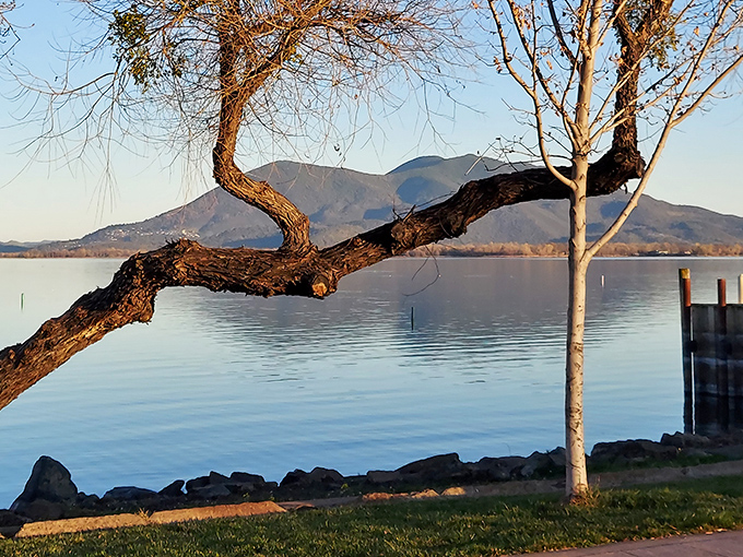 Nature's own masterpiece &ndash; Clear Lake stretches toward Mount Konocti like a mirror reflecting heaven, with twisted oak branches framing the view perfectly.