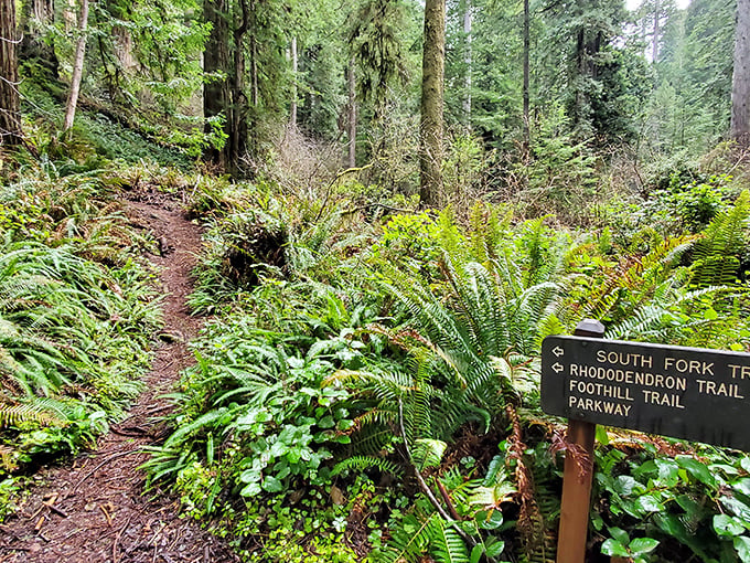 Trail markers peek through a verdant wonderland of ferns and moss. In this choose-your-own-adventure paradise, every path promises discovery.
