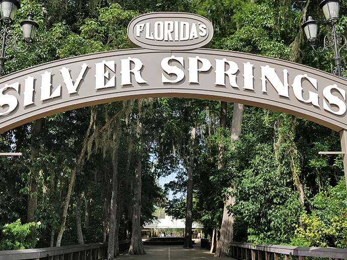 The iconic Silver Springs arch welcomes visitors to one of Florida's oldest attractions, where natural wonders await beyond the Spanish moss-draped entrance.