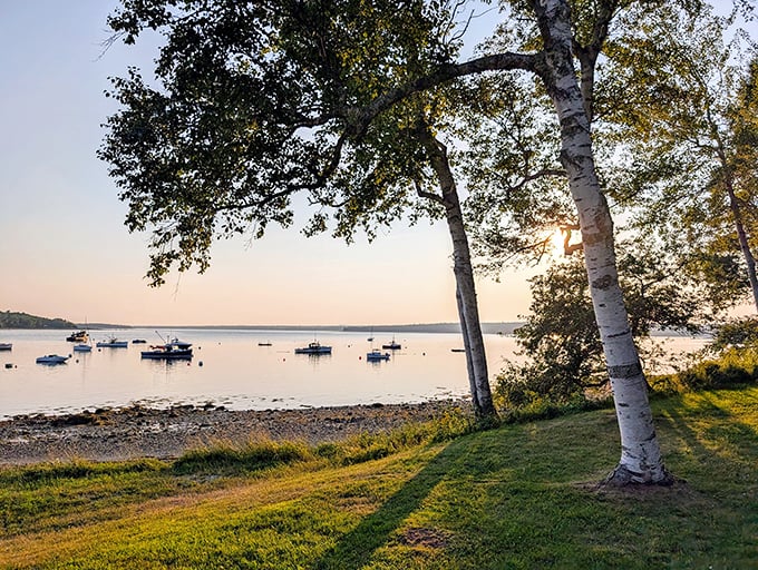 Birch trees stand sentinel along Frenchman Bay's shore, where fishing boats bob gently in golden evening light. Maine's coastal magic at its most serene.