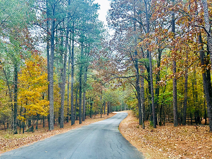 Nature's waterfront dining room, where the shoreline curves like a smile and every table comes with a view that no restaurant designer could replicate.