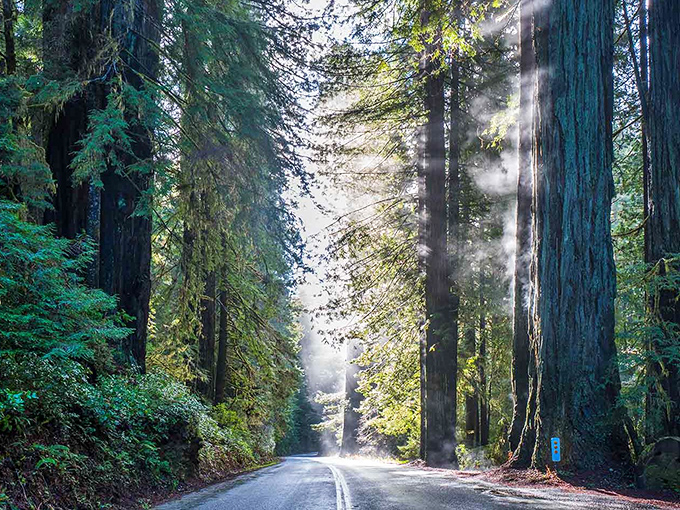 Sunlight filters through ancient redwoods like nature's own cathedral windows. This isn't CGI &ndash; it's just another Tuesday on the Newton B. Drury Scenic Parkway.
