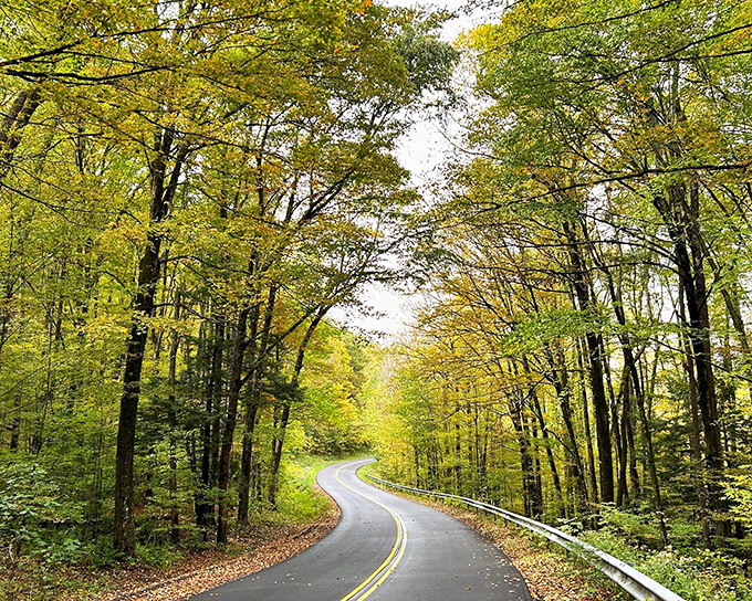 The road less traveled becomes the memory most treasured. Nature's own red carpet unfurls along the Longhouse Scenic Drive, where every curve reveals a new masterpiece.