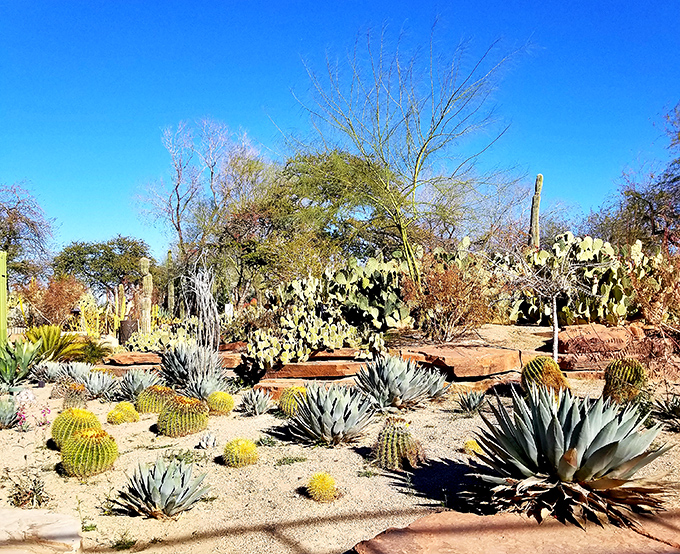 Desert drama unfolds along winding paths where golden barrel cacti cluster like nature's conversation pit. The perfect backdrop for contemplative wandering.