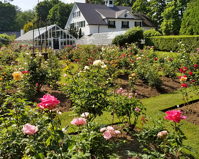 Those roses aren't just showing off &ndash; they're putting on a Broadway-level performance in full technicolor glory.