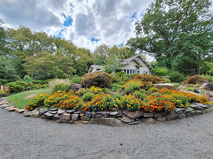 A stone-walled garden island erupts with marigolds like nature's own traffic cones, guiding visitors toward the historic Craftsman home nestled among the trees.