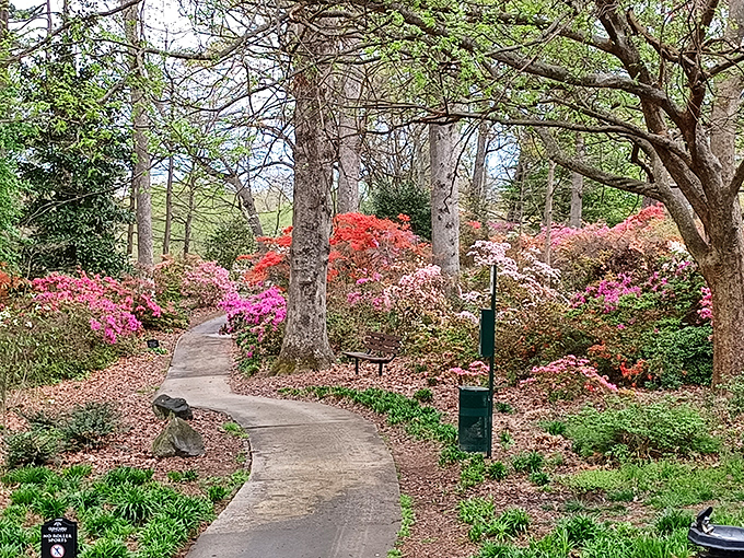 Winding pathways invite exploration while azaleas perform their annual color extravaganza. Like walking through a painting that somehow smells amazing too.