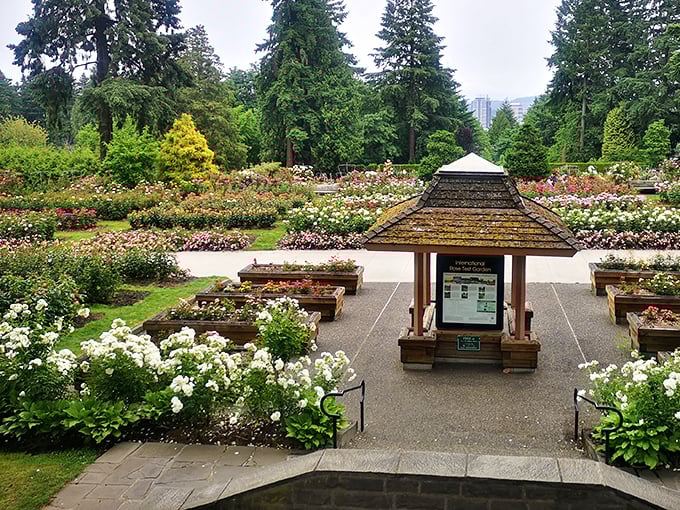 Nature's color palette gone wild! The International Rose Test Garden offers a symphony of reds, pinks, and yellows that would make even Monet reach for his paintbrush.