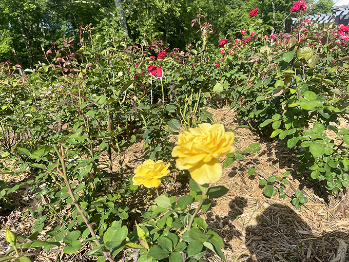 Sunshine meets petals! Vibrant yellow roses stand proudly among their crimson neighbors, creating nature's most cheerful welcome committee.