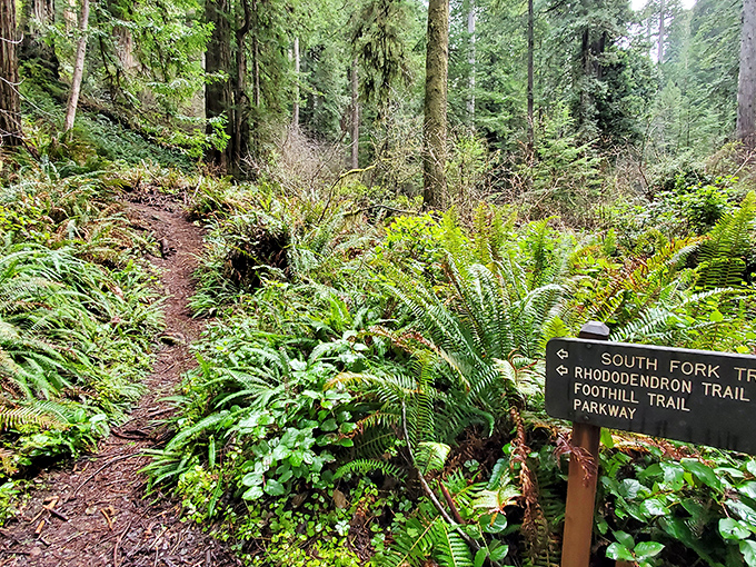 Trail markers peek through a verdant wonderland of ferns and moss. In this choose-your-own-adventure paradise, every path promises discovery.