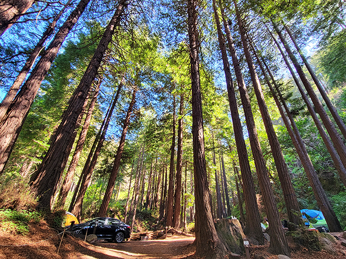 Towering redwoods create nature's cathedral ceiling, where sunlight filters through like stained glass and your cell phone suddenly shows "No Service" &ndash; divine intervention at its finest.