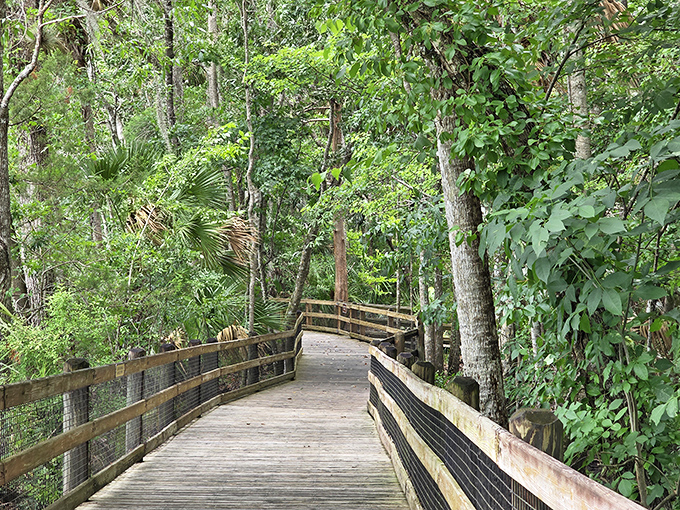 Nature's own meditation path beckons with wooden boardwalks winding through lush Florida wilderness, inviting you to leave your worries at the entrance.