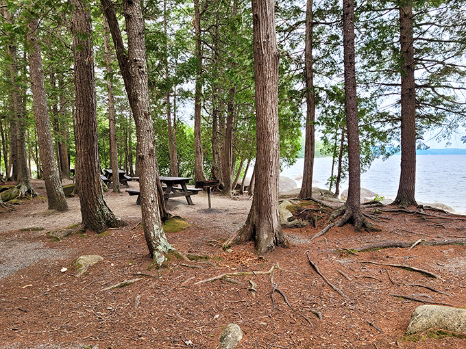 Towering pines stand sentinel along Sebec Lake's shore, their exposed roots telling stories of Maine winters while offering perfect picnic spots between trunk and water.