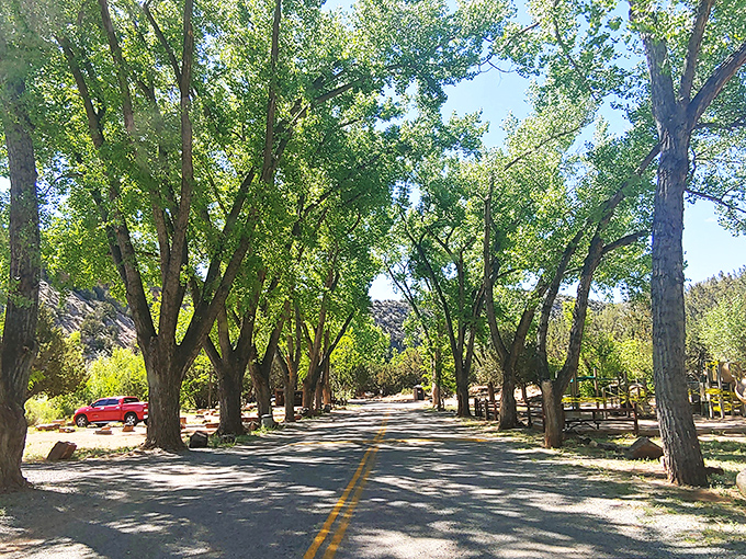 That tree-lined entrance road is basically nature's way of rolling out the red carpet for your arrival.
