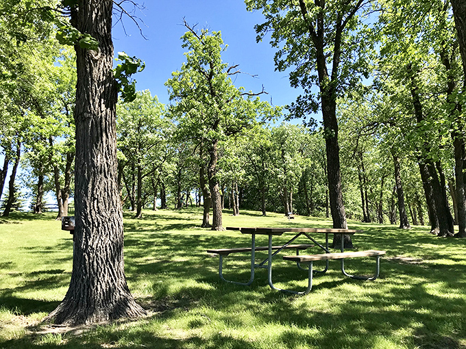 Shaded picnic areas nestled among towering oaks offer the perfect spot for that sandwich you've been dreaming about since breakfast.