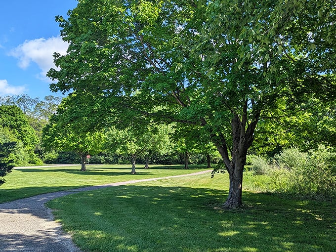 Nature's perfect canvas unfolds at Sycamore State Park, where towering trees create a cathedral of green against Ohio's brilliant blue skies.