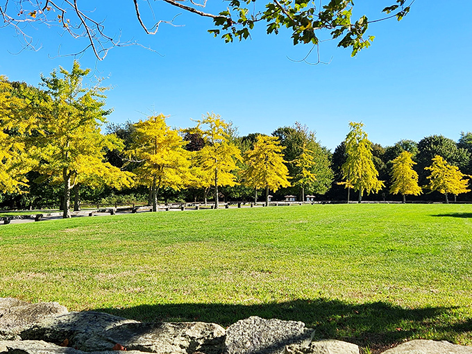 Majestic trees reach toward the vast sky, crafting nature&rsquo;s own masterpiece at Colt State Park. Clear sky add drama to the peaceful charm of this woodland gem.
