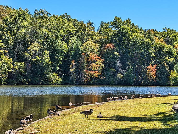 Nature's own putting green meets wilderness retreat. The rolling fairways at Cumberland Mountain State Park invite both serious golfers and scenic admirers alike.